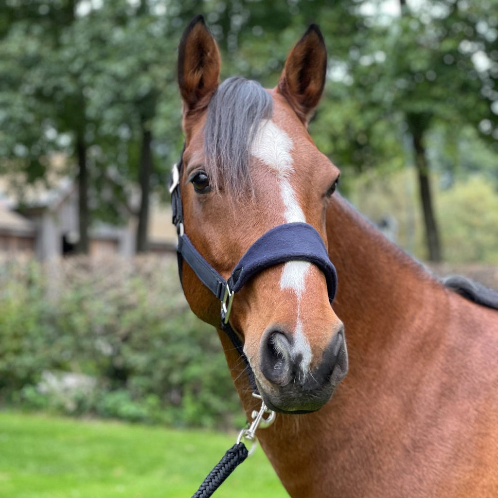 Head Collars & Lead Ropes – Durable & Stylish Horse Gear | Fetlox UK ...